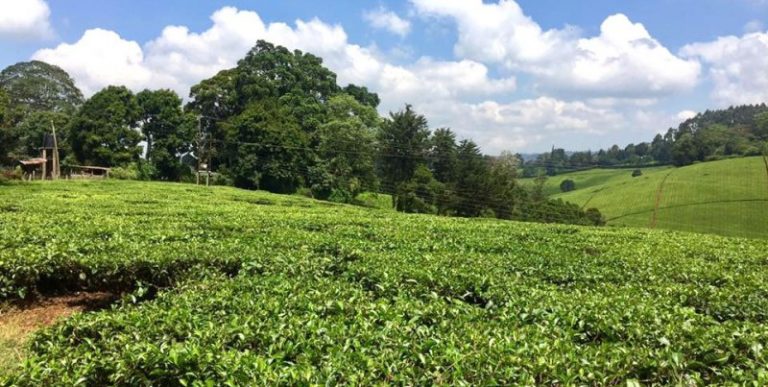 Day Tour to Kiambethu Tea Farm - Bush Pumba Safaris